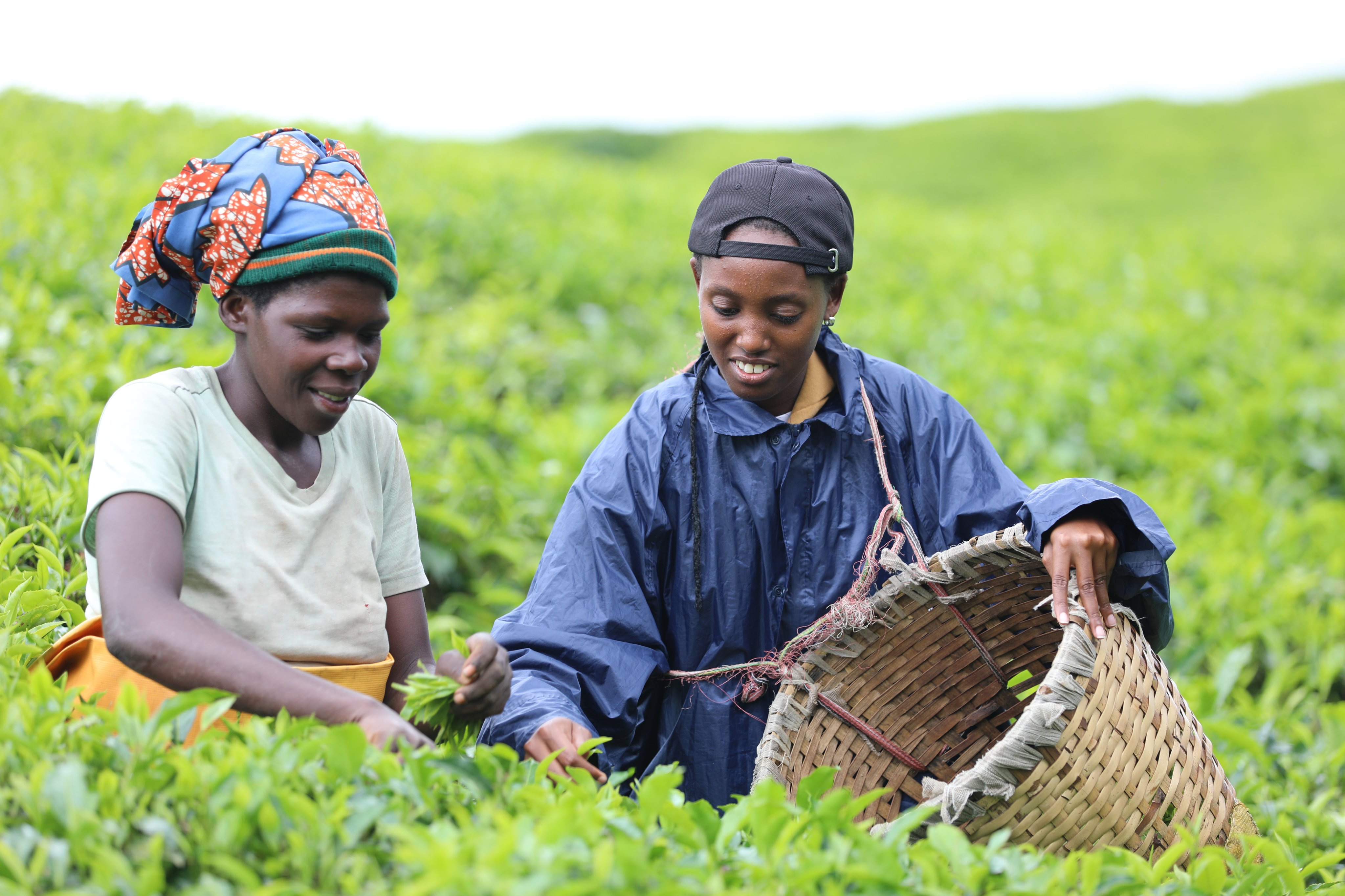 Rwanda Tea Garden – Raincentre's Blog