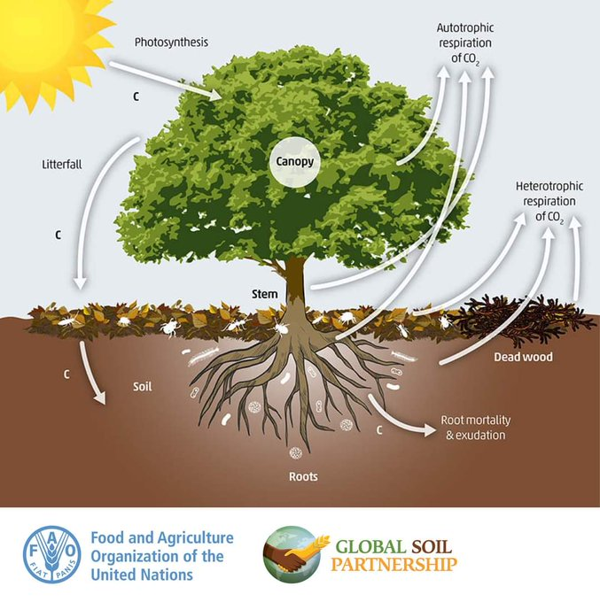 Soil Organic Carbon – the hidden potential – Raincentre's Blog