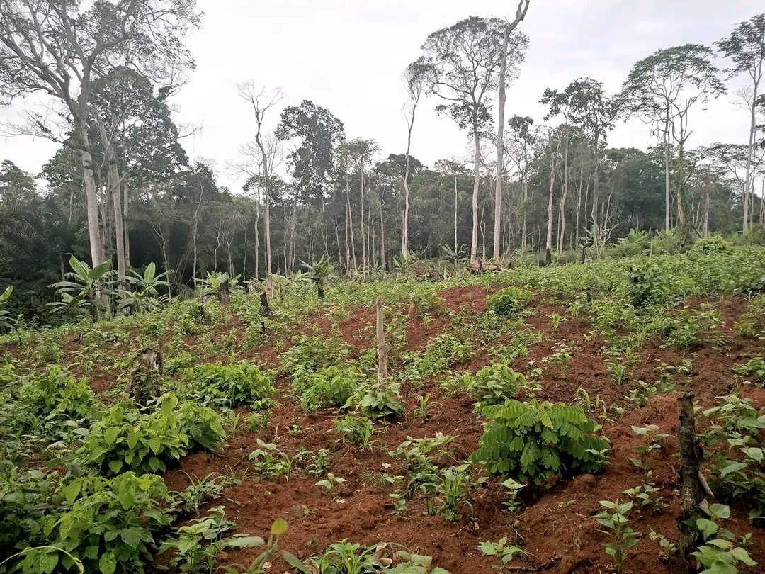 Afforest – Raincentre's Blog