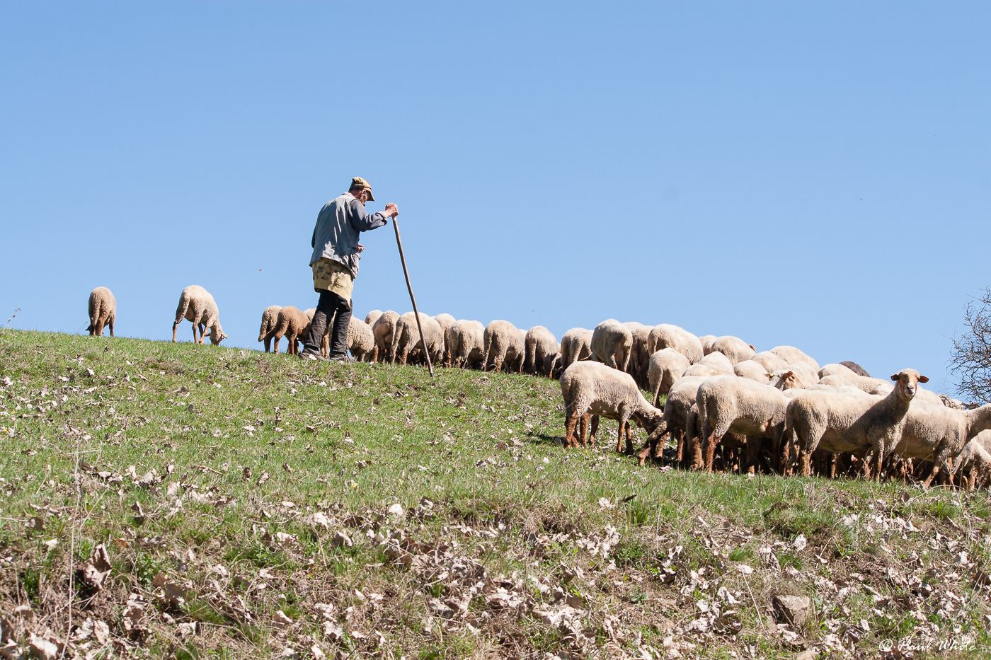 Transhumance – Raincentre's Blog
