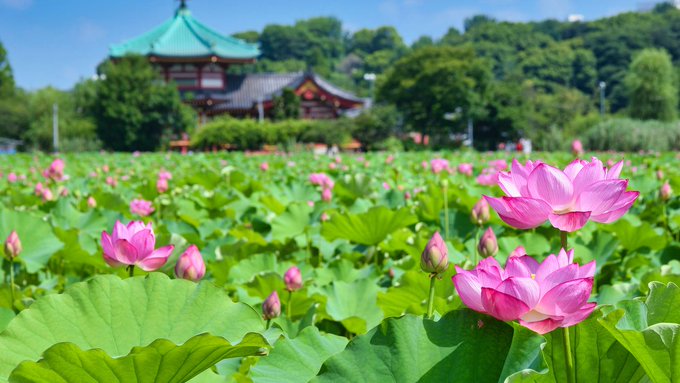 lotus – Raincentre's Blog